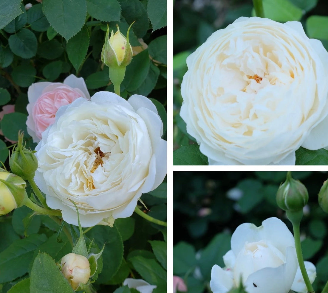 Claire Austin cL-Potted Rose-Ship in June – HB101CANADA
