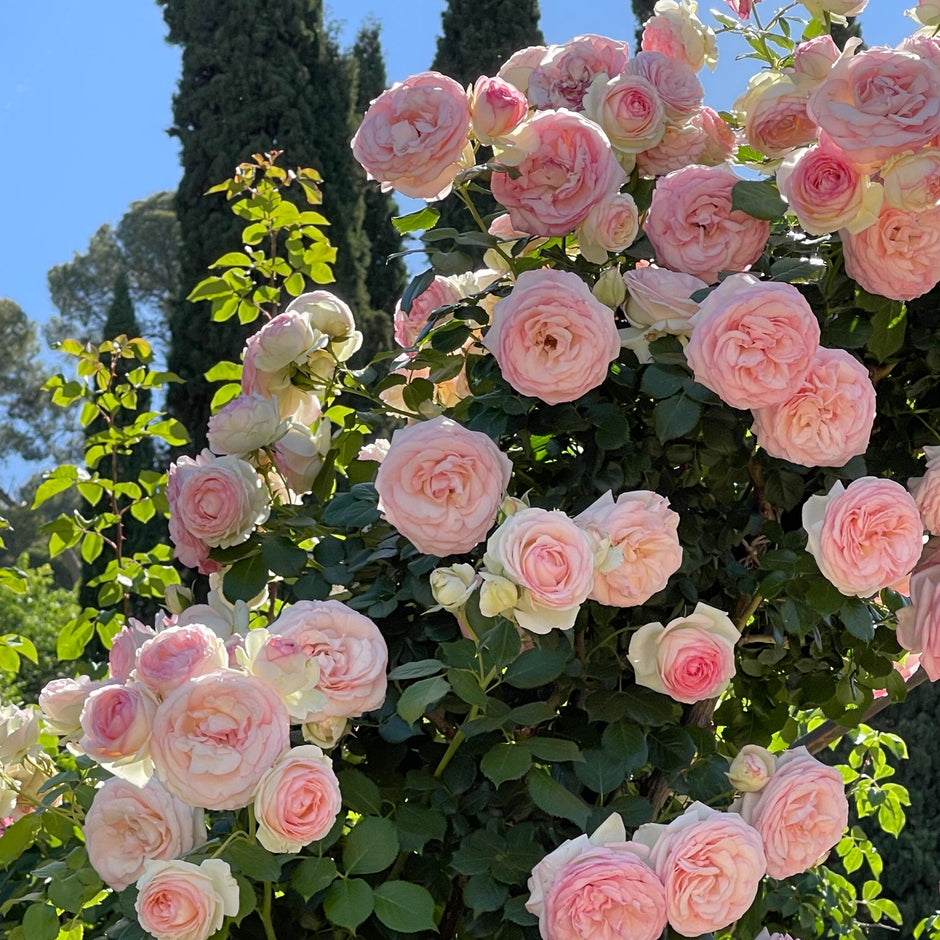 Bare Roots Roses – HB101CANADA